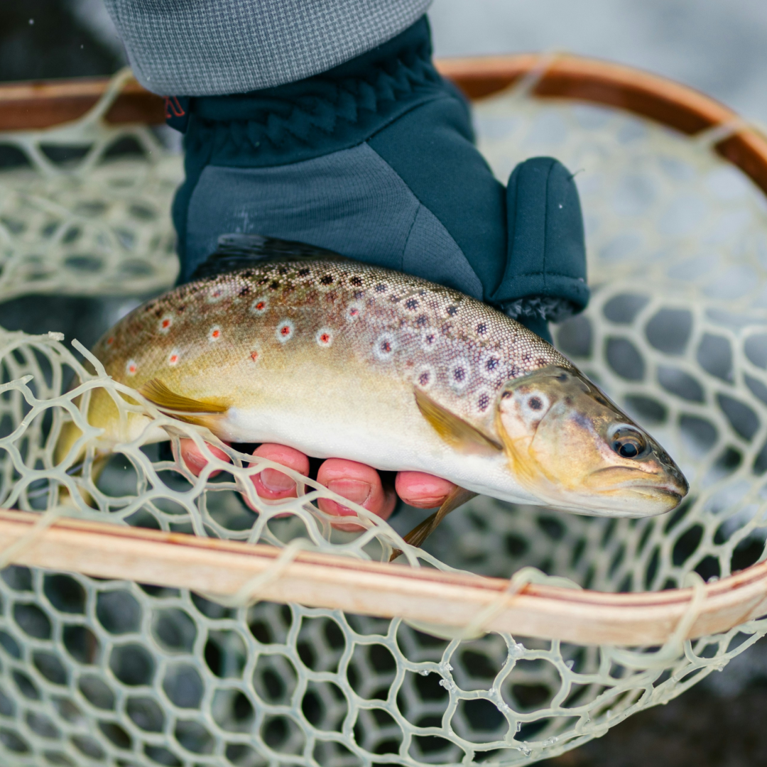 Eastern Sierra Trout – California Fish Plants